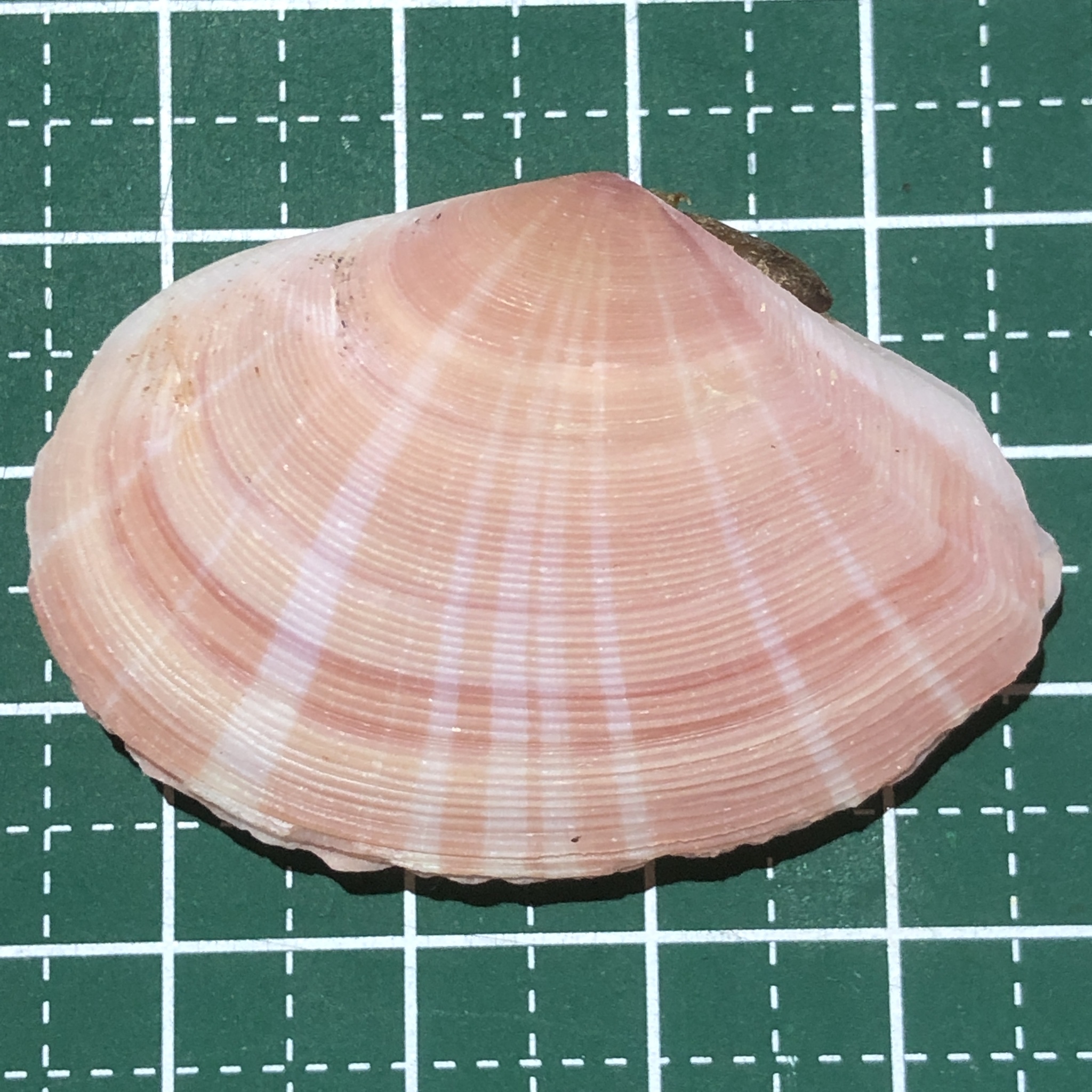 Tellinella virgata (Linnaeus, 1758)