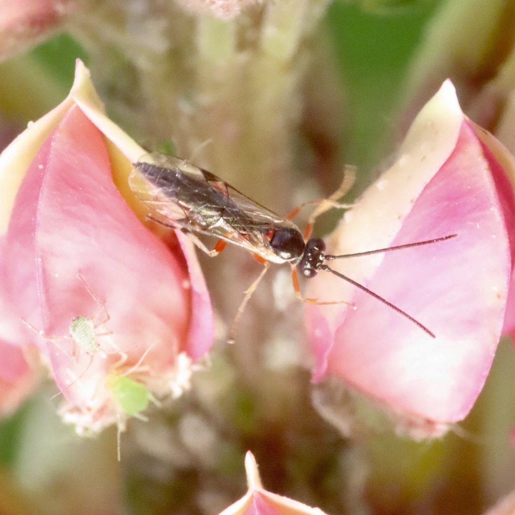 Diplazon pectoratorius from Sitka, AK, USA on July 04, 2025 at 12:30 PM ...