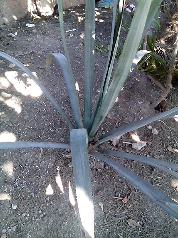 (Agave stringens) - Botanical Realm