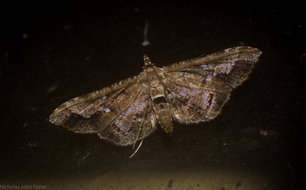 Merodictya marmorata from Tamborine Mountain QLD 4272, Australia on ...