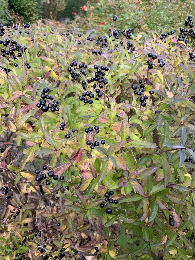 Common Privet from Sjælland, Ishøj, Hovedstaden, DK on October 14, 2019 ...