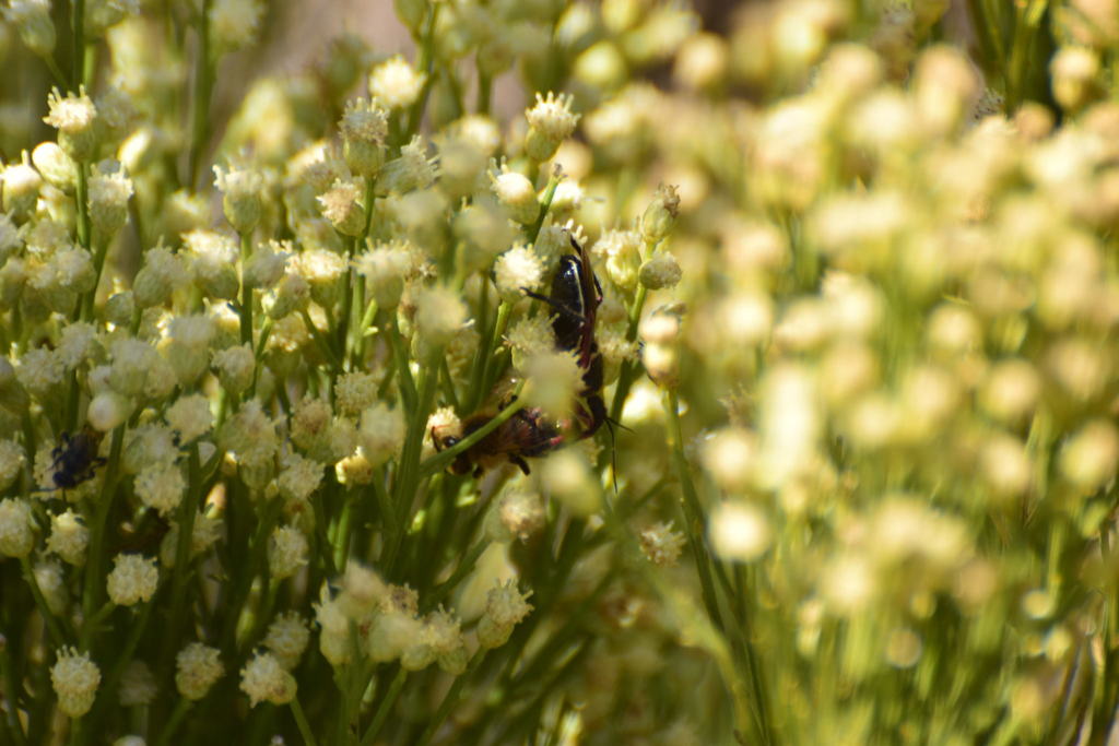 California Bee Assassin from Proctor Valley Road, Otay Ranch; Chula ...