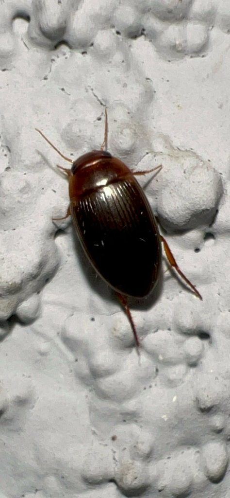 Copelatus glyphicus from E Stanton Ave, Columbus, OH, US on July 21 ...