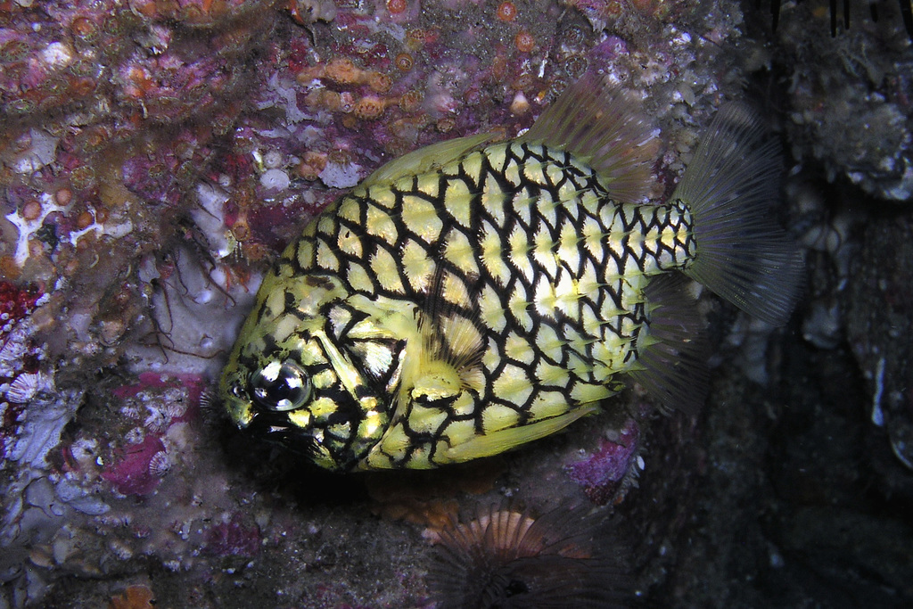 Australian Pineapplefish (Cleidopus gloriamaris) - Marine Life ...