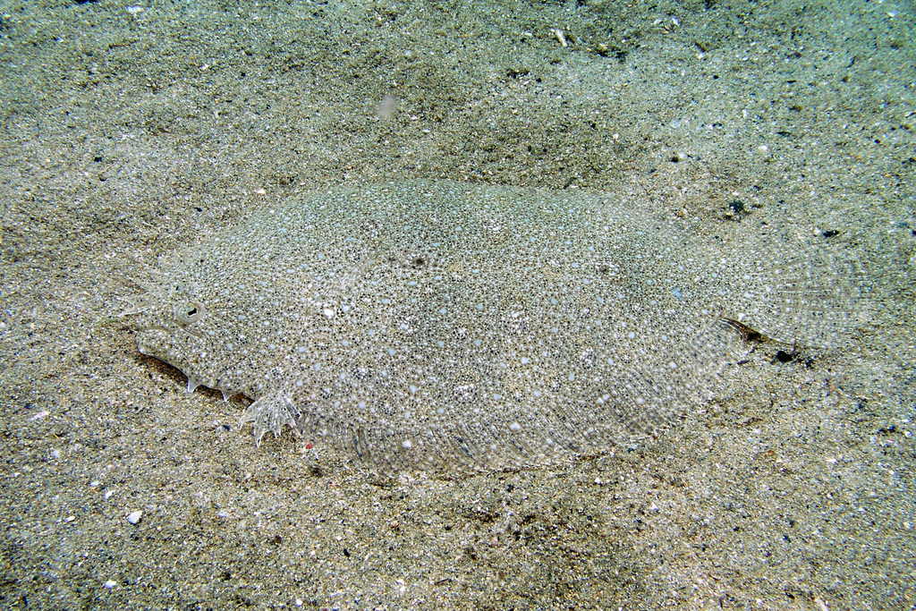 Largetooth Flounder (Pseudorhombus arsius) - Marine Life Identification