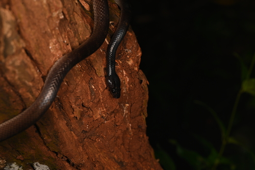 Travancore Wolf Snake (Lycodon travancoricus) - Snakes and Lizards