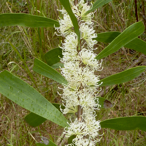 three-nerved willow hakea (Hakea florulenta) · iNaturalist