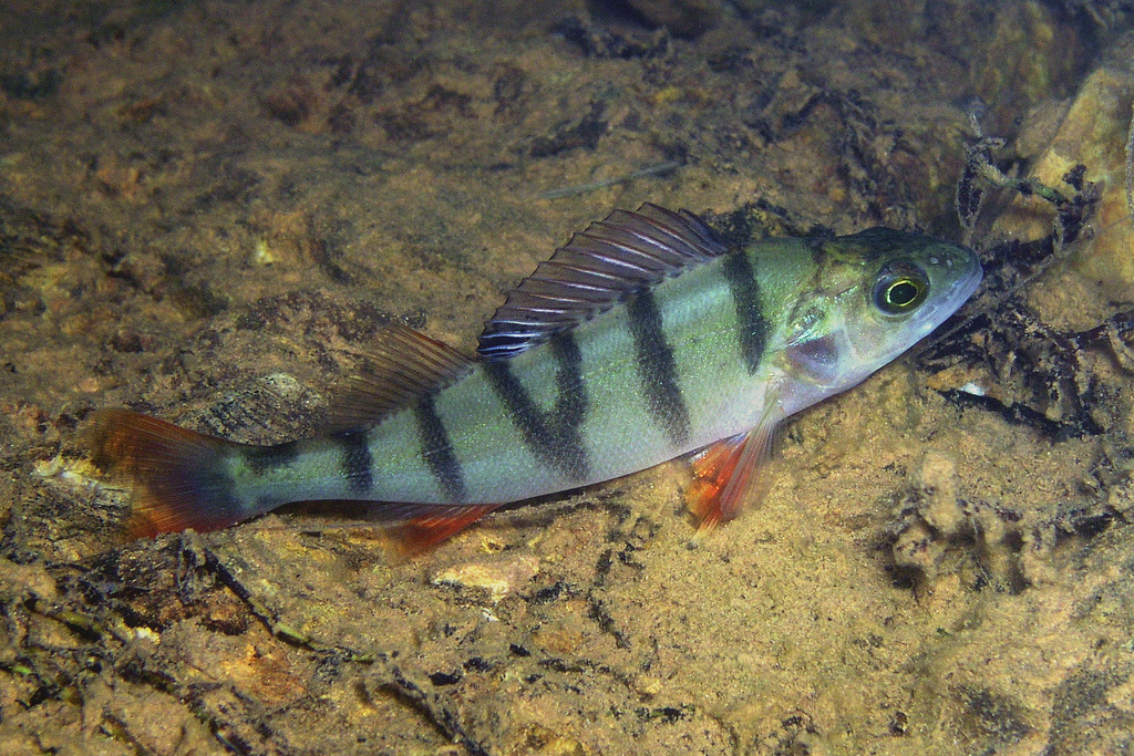 European Perch from Wereboldera NSW 2720, Australia on December 24 ...