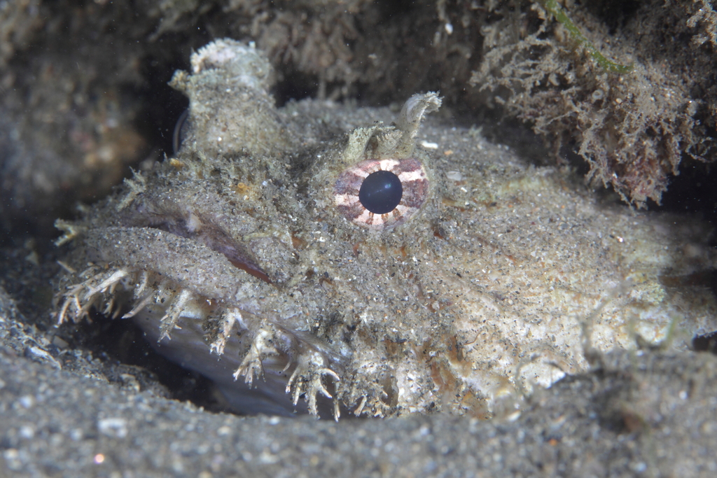 Eastern Frogfish (Fish of Randwick Council costal area: Coogee Beach ...