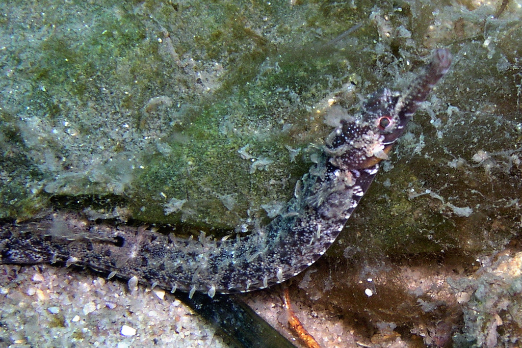 Girdled Pipefish (Fish of Randwick Council costal area: Coogee Beach ...