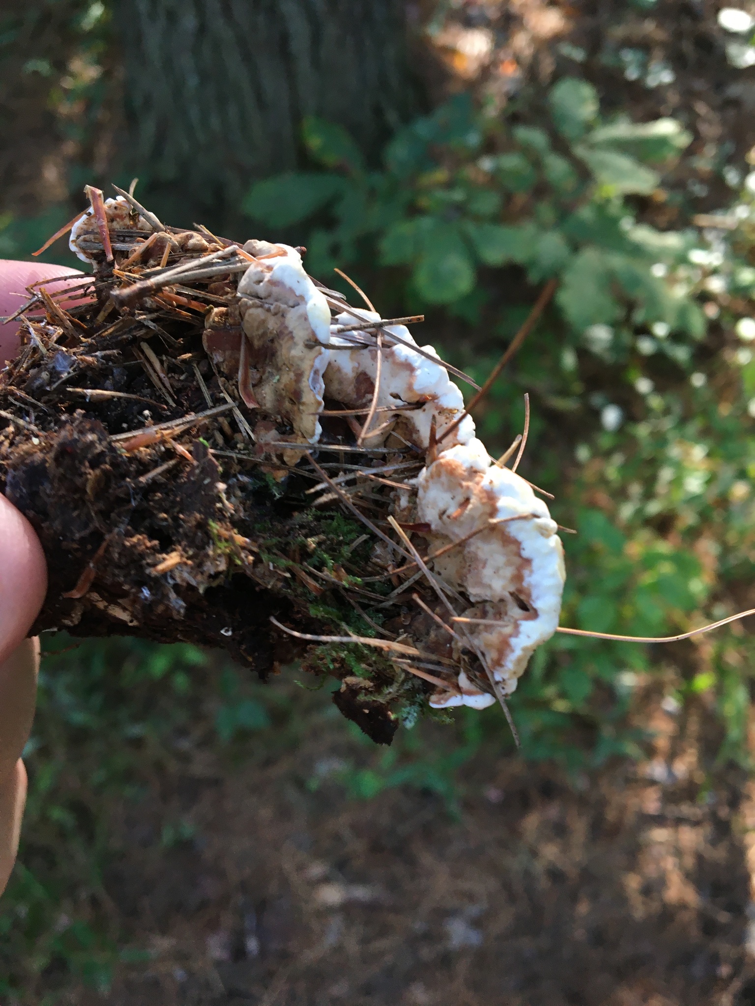 Heterobasidion irregulare Garbel. & Otrosina