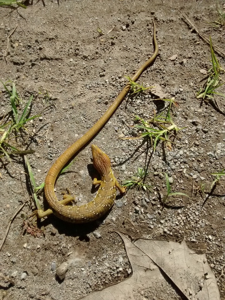 Smooth-headed Alligator Lizard from Escamela, 94463 Ixtaczoquitlán, Ver ...