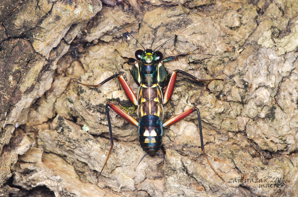 Iridescent Bark Mantis from Simpang Pertang, Negeri Sembilan, Malaysia ...