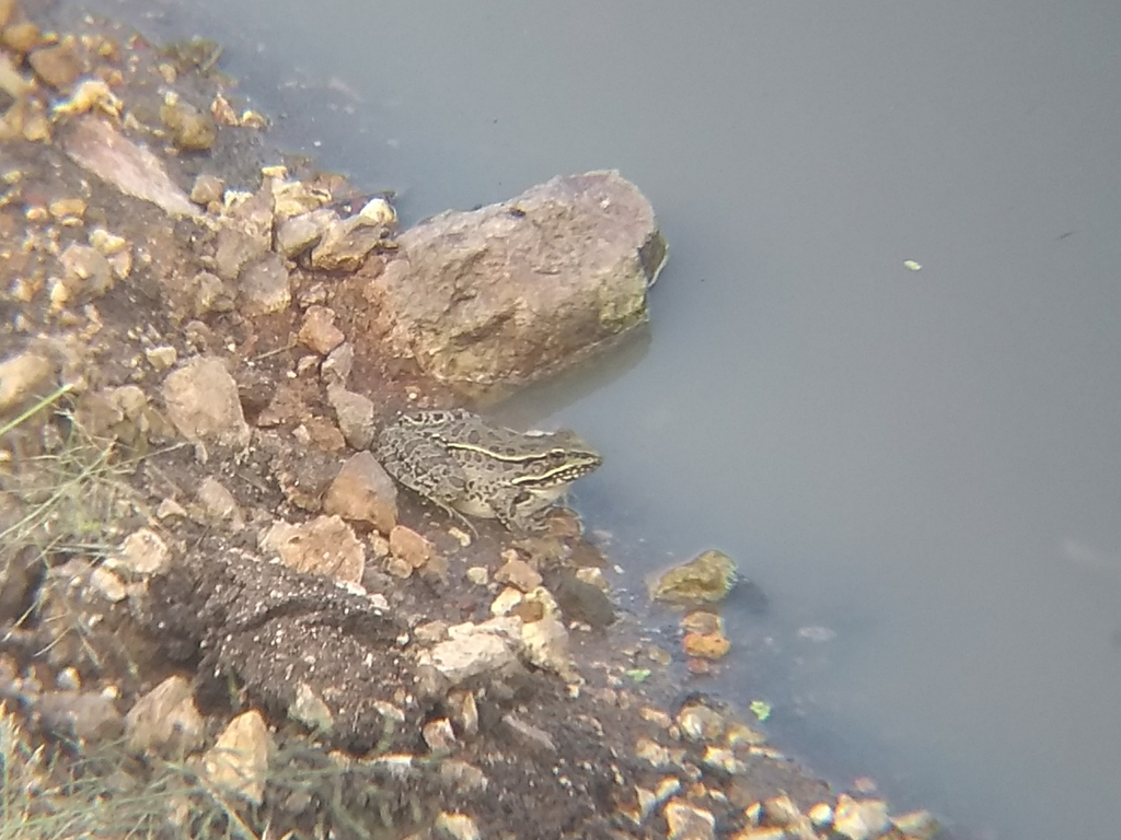 Transverse Volcanic Leopard Frog from San Luis, Gto., México on October ...