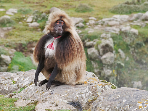 Southern Gelada (Subspecies Theropithecus gelada obscurus) · iNaturalist