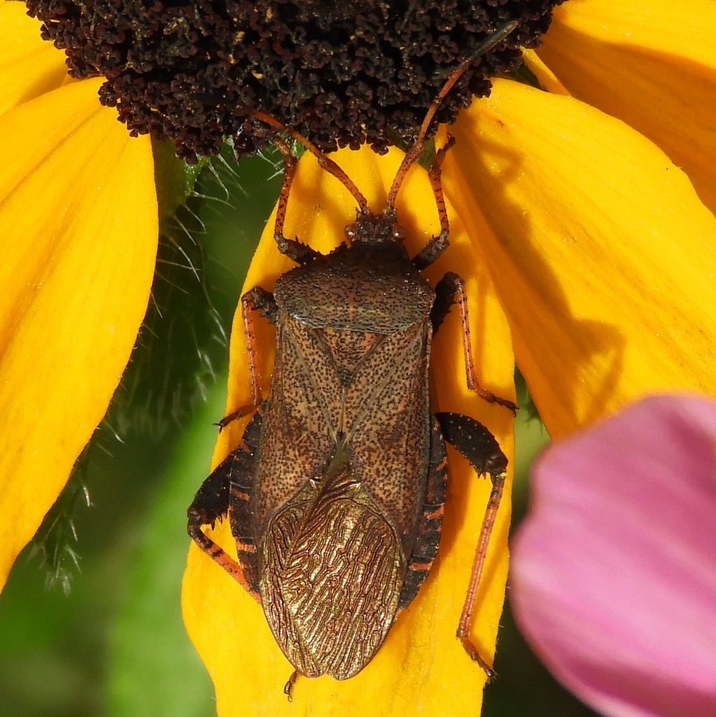 Helmeted Squash Bug from Fitzgerald Rd, Burdett, NY 14818, USA on ...