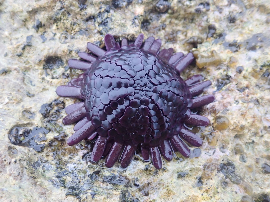 Shingle Urchin from Haleiwa, HI 96712, USA on September 23, 2019 at 07: ...