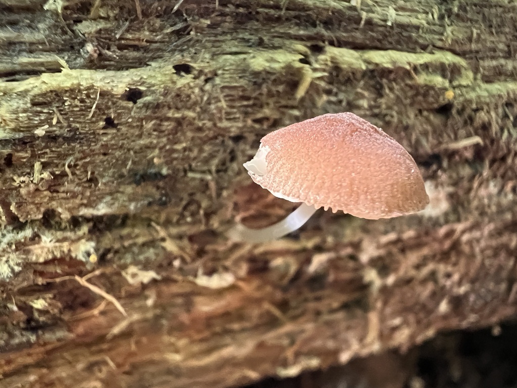 Pluteus seticeps from Albert Johnson Rd, Nashville, IN, US on July 22 ...