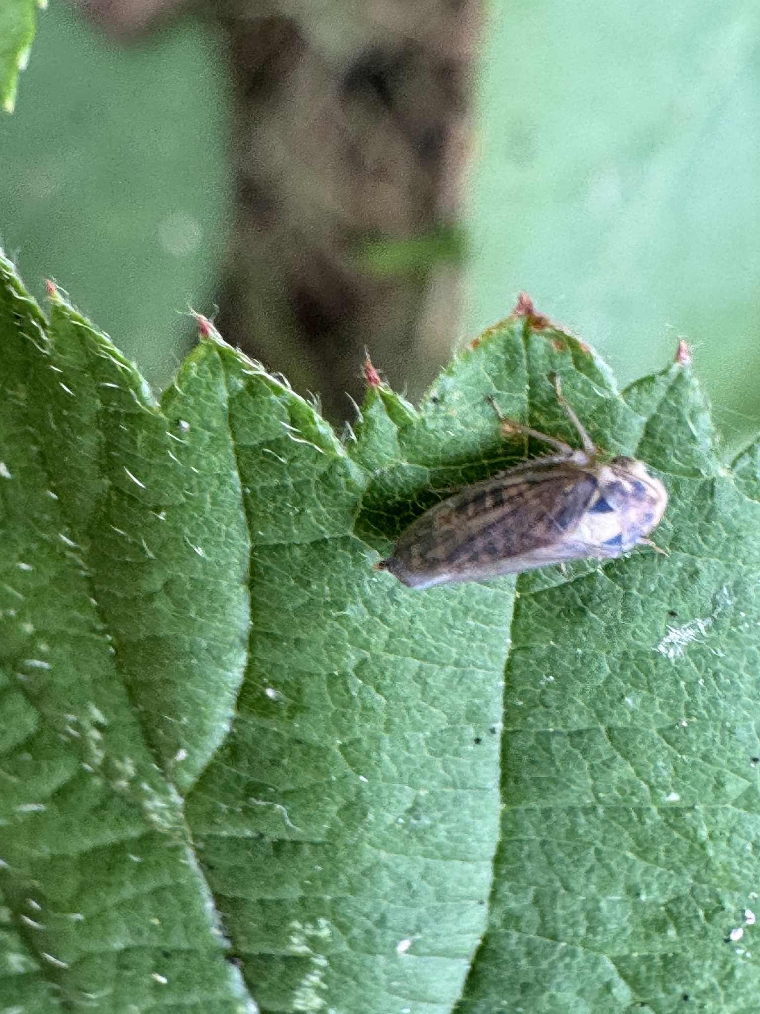 Macropsis scotti | Insect Vectors of Plant Disease
