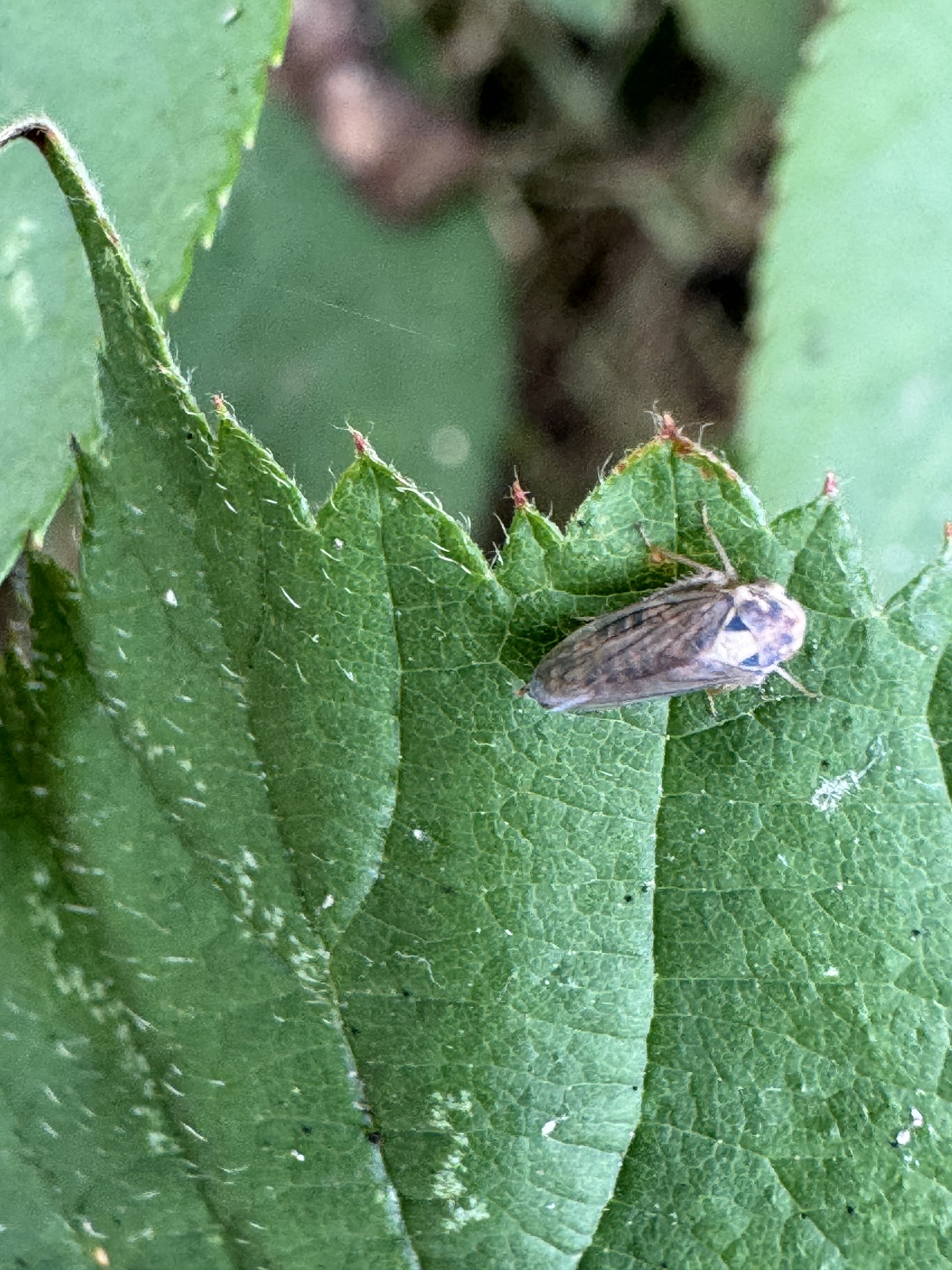 Macropsis scotti | Insect Vectors of Plant Disease
