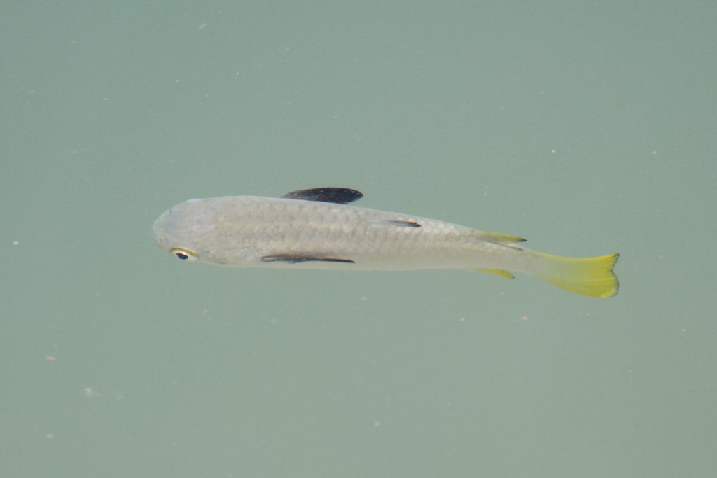 Squaretail Mullet (Ellochelon vaigiensis) - Marine Life Identification
