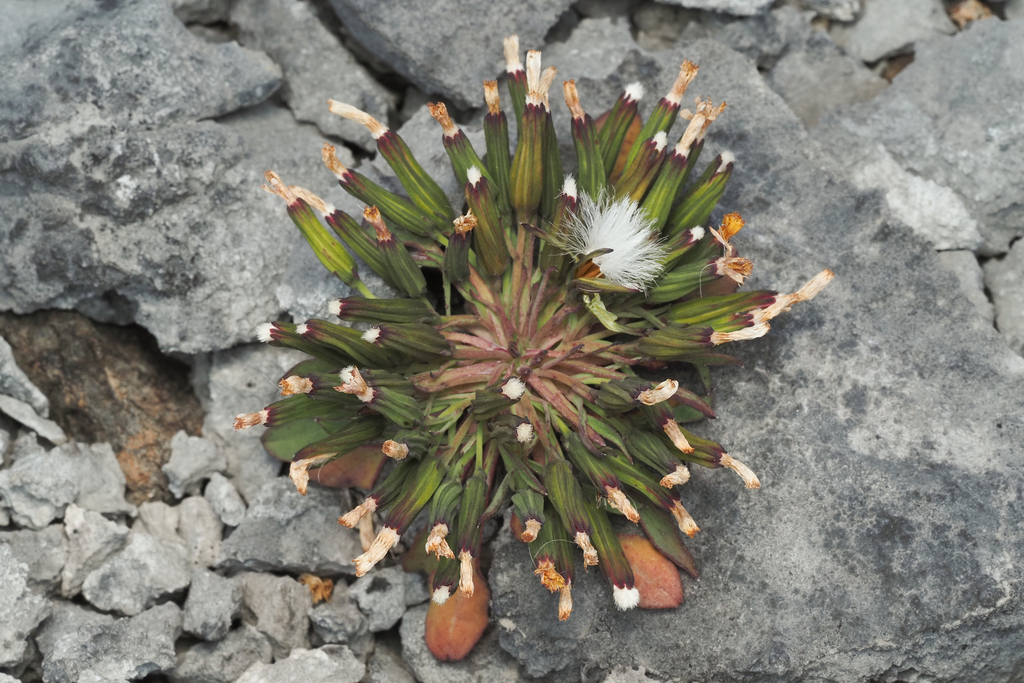 Dwarf Alpine Hawk's-beard in July 2025 by John D Reynolds. Burnt Cape ...