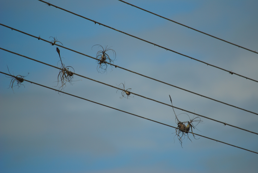 Balbis' airplant from Calakmul, Champotón, CAMP, MX on October 28, 2016 ...