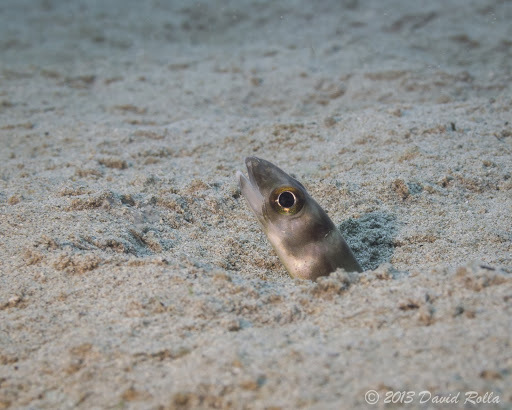 Large-eye Conger (Ariosoma bowersi) - Marine Life Identification