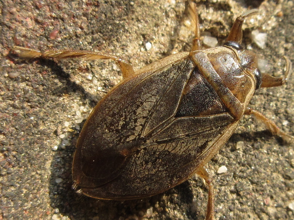 Japanese Water Beetle Ohio Birds And Biodiversity: Giant Black Water