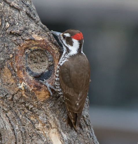 Arizona Woodpecker (Picoides arizonae) · iNaturalist