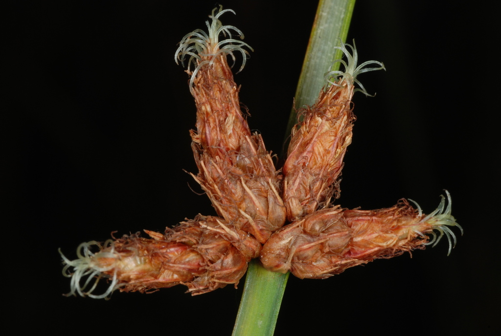 three-square bulrush (Sedges of New York ) · iNaturalist