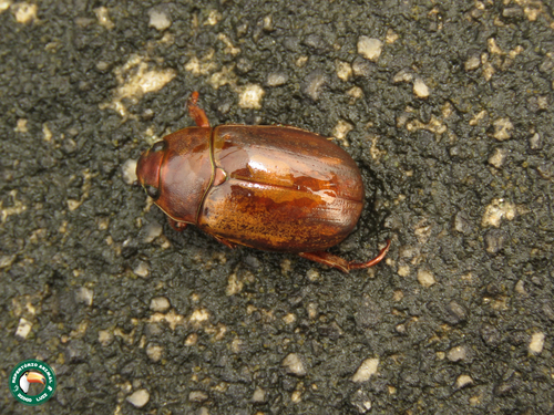 Pelidnota thiliezi · iNaturalist