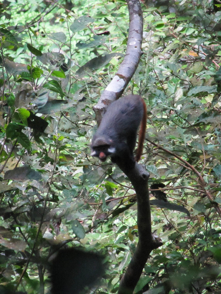 Red-eared Monkey (Cercopithecus erythrotis) - Know Your Mammals