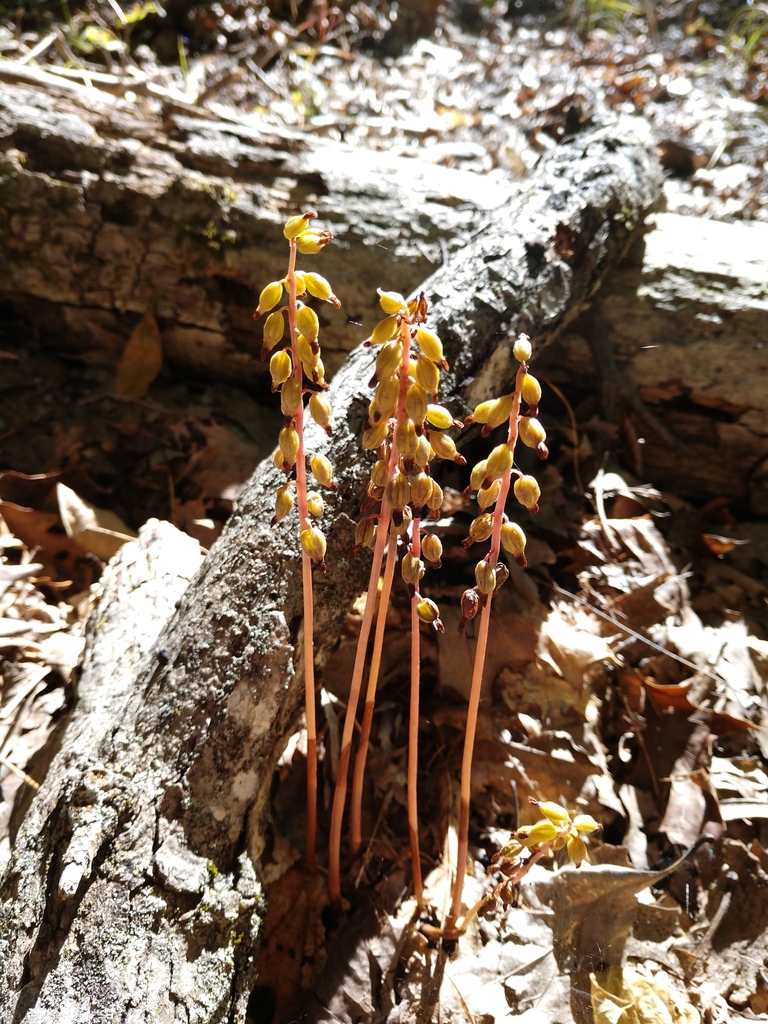 autumn coralroot in October 2019 by eoconnell · iNaturalist
