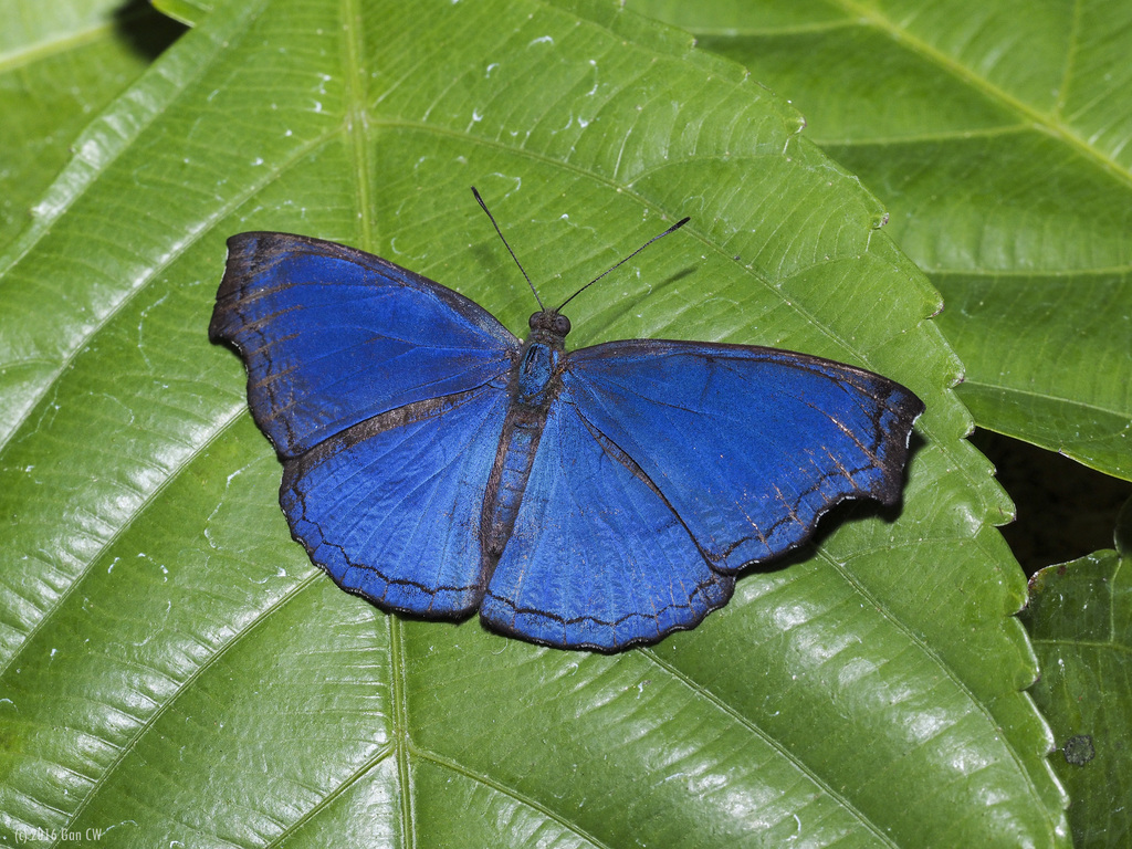 Blue Dandy from Raub on July 3, 2016 at 11:18 AM by CheongWeei Gan. Jul ...