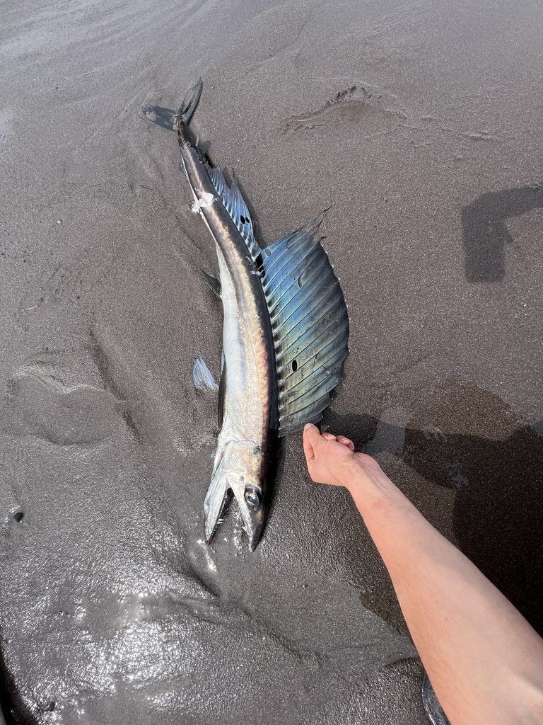 Longnose Lancetfish (Alepisaurus ferox) - Marine Life Identification