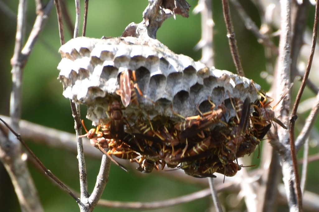 Typical Paper Wasps from Florida, US on October 14, 2019 by Tom Palmer ...