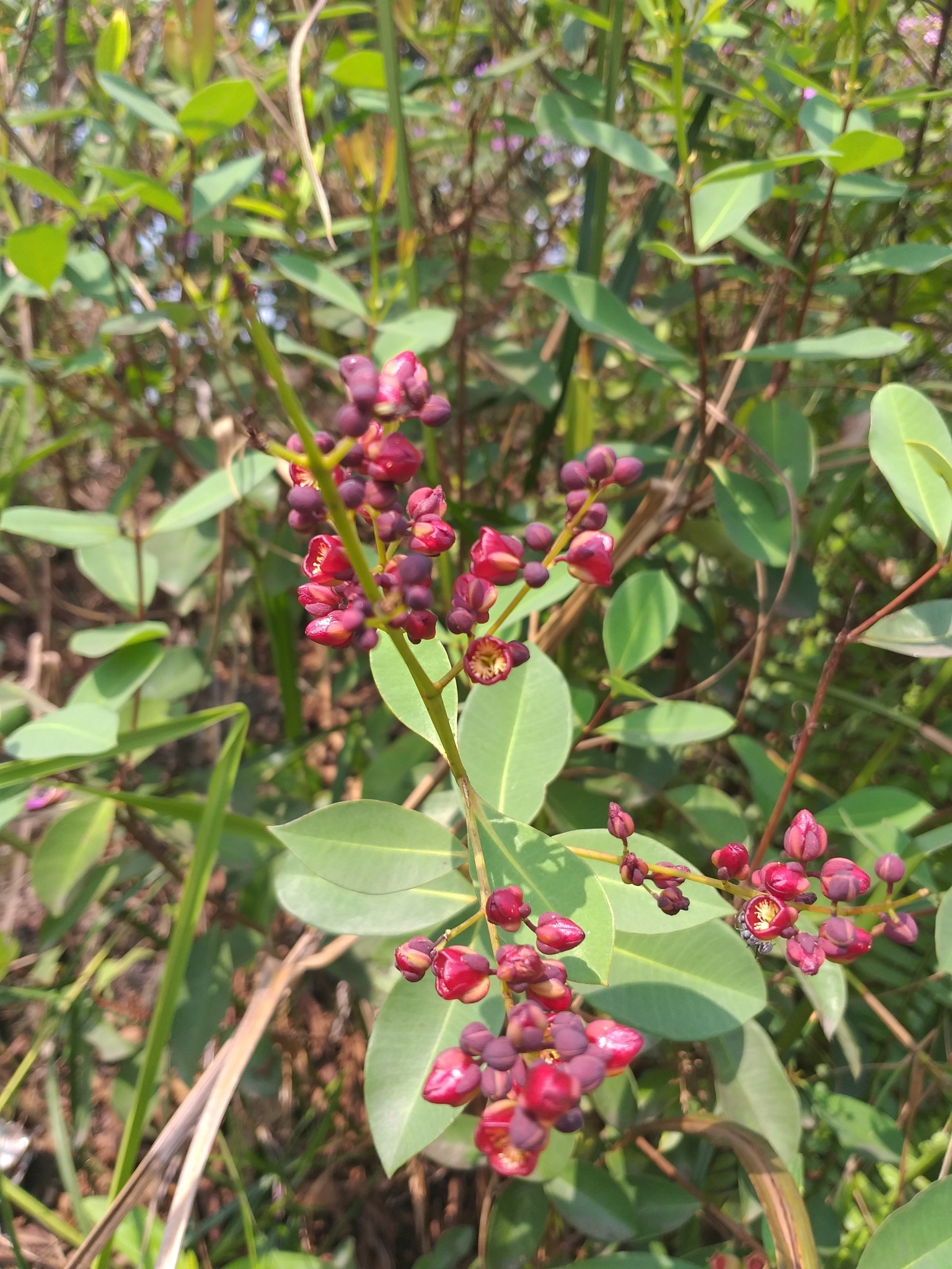 Cratoxylum glaucum Korth.