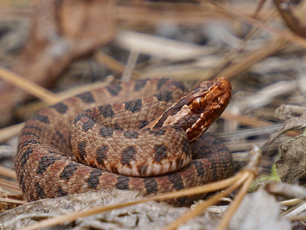 Carolina Pygmy Rattlesnake (Sistrurus miliarius miliarius) - Snakes and ...