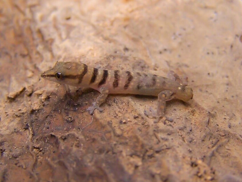 Guantanamo Coastal Gecko (Herps of Eastern Cuba) · iNaturalist