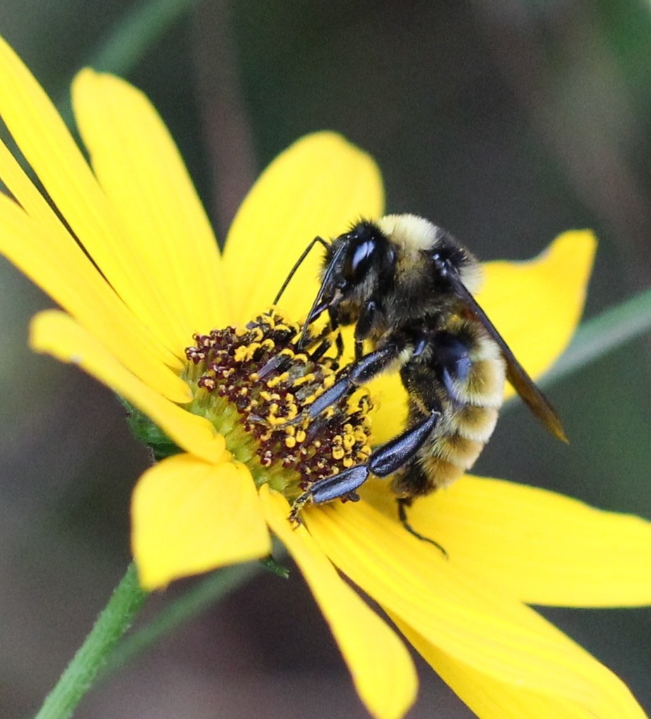 American Bumble Bee from Lumberton, TX 77657, USA on October 13, 2019 ...