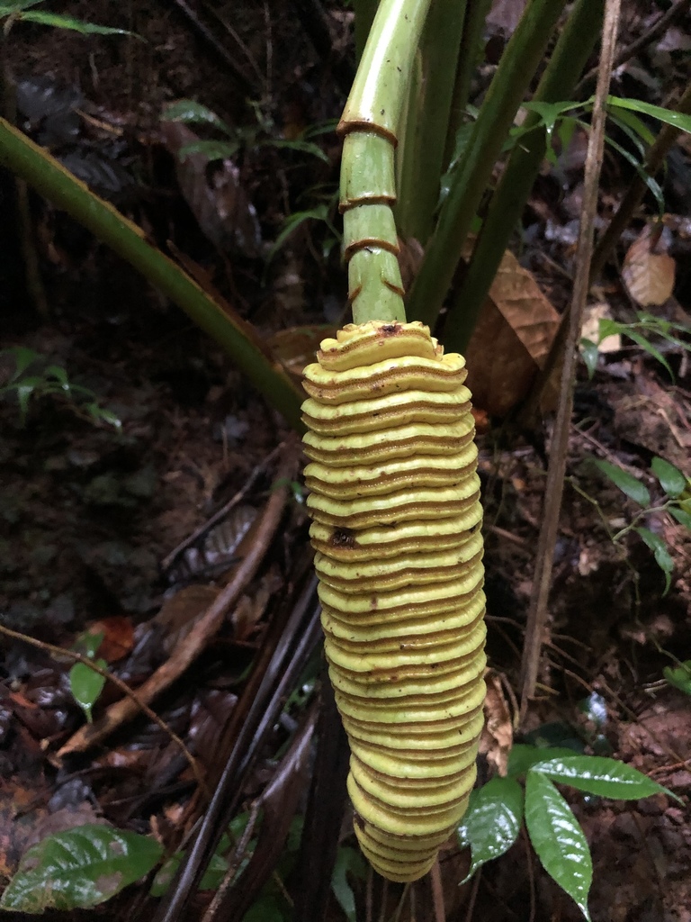 split-leaf cyclanthus (Cyclanthus bipartitus) - Botanical Realm
