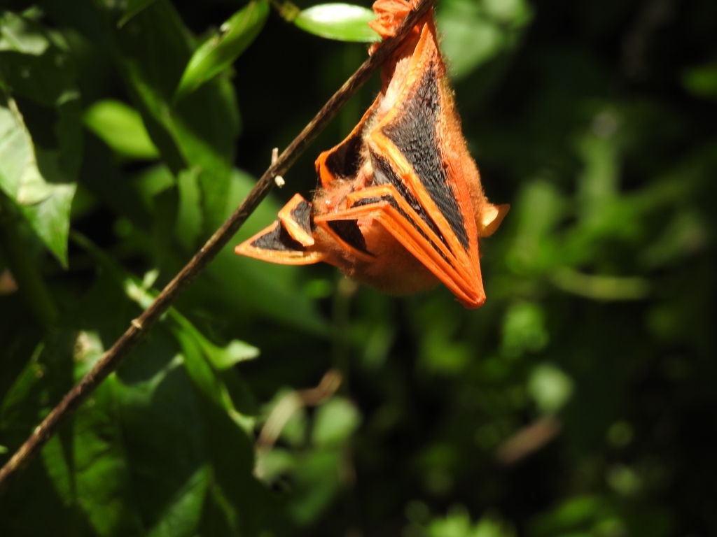 Painted Bat (Kerivoula picta) - Know Your Mammals
