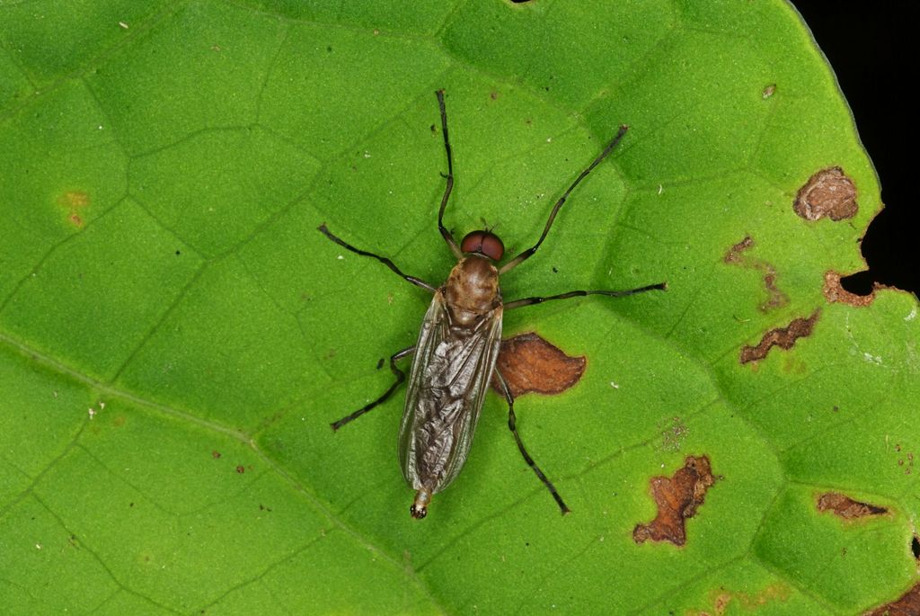 Chiromyzinae from Río Lelia, Santo Domingo Canton, Ecuador on November ...