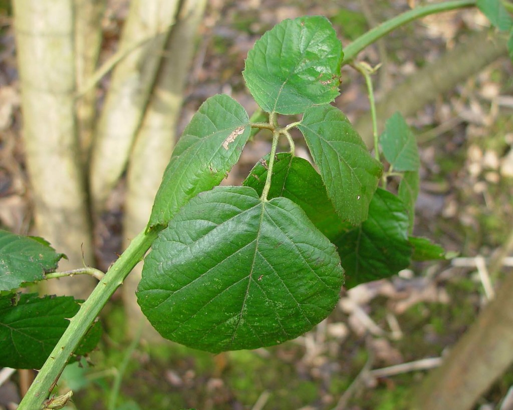 Large-petalled Bramble (Rubus sciocharis) - Botanical Realm