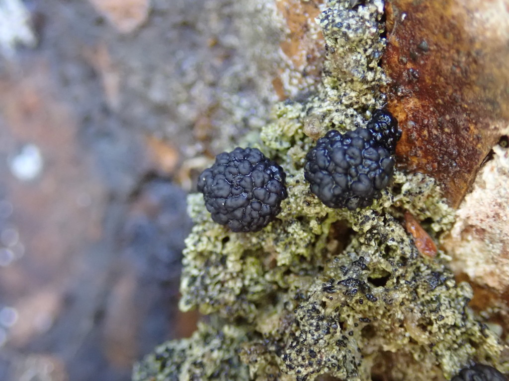 Trapeliopsis from Rhyolite Track, Mount Somers 7771, New Zealand on ...