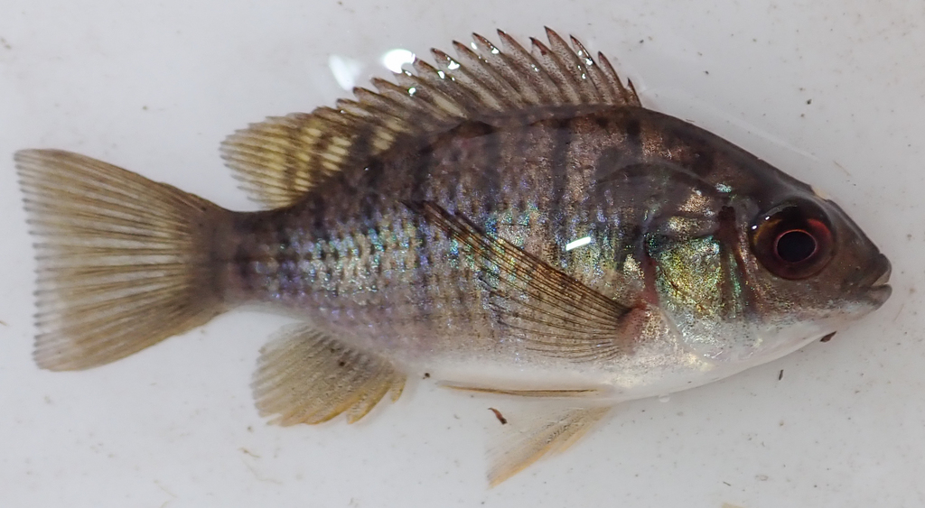 Longfin Tilapia (Oreochromis macrochir) - Marine Life Identification