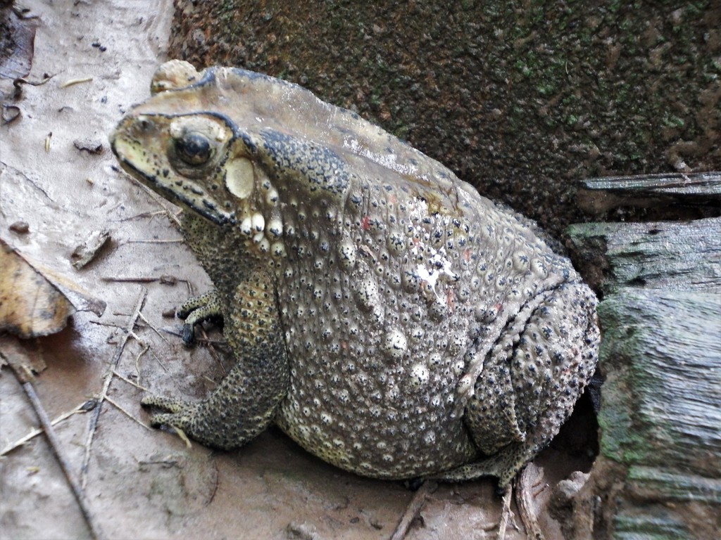 Asian Common Toad from Na Pong, Mueang Loei District, Loei, Thailand on ...