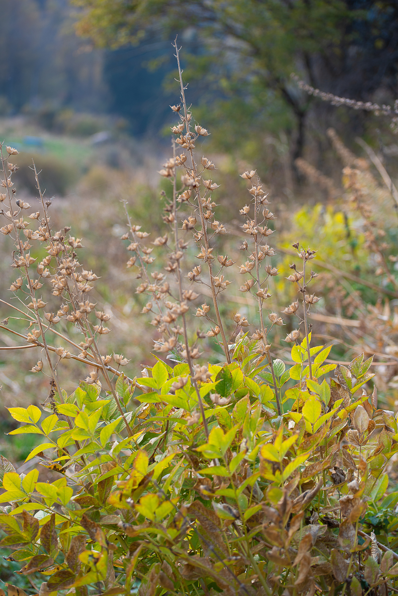 Dictamnus angustifolius G.Don ex Sweet