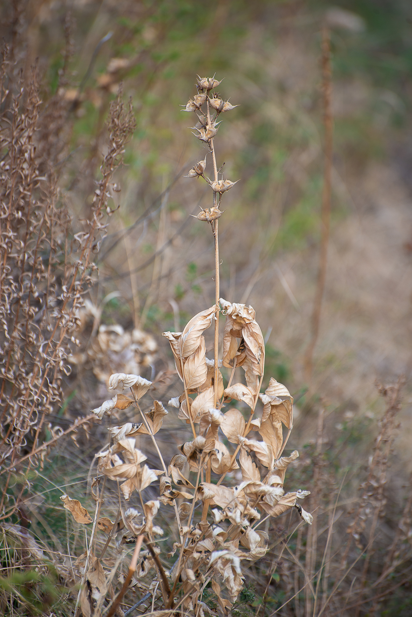 Dictamnus angustifolius G.Don ex Sweet